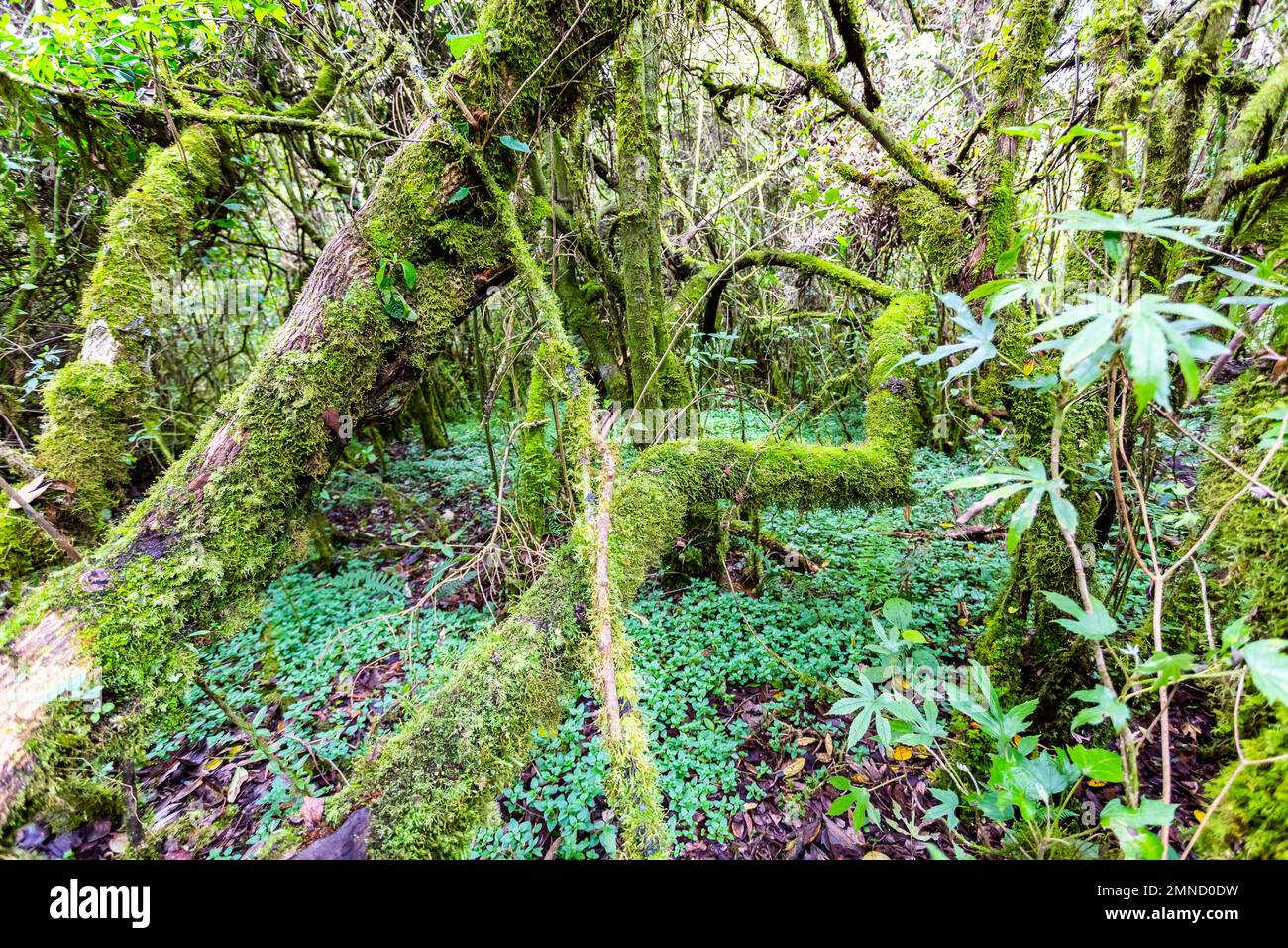 Mountain vegetation with its branches covered with moss Stock Photo - Alamy