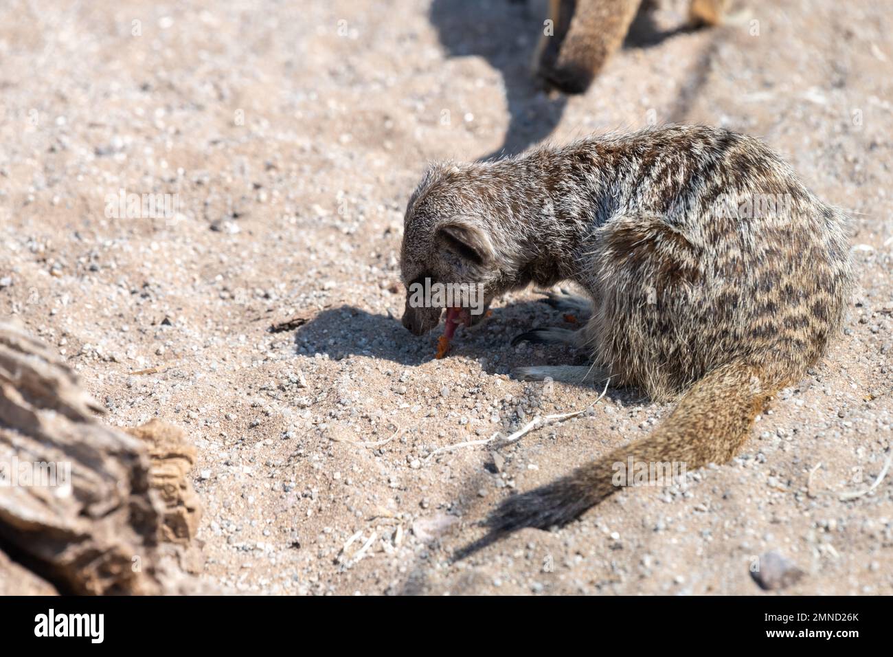 Portrait of a meerkat (suricata suricatta) eating a piece of food Stock ...