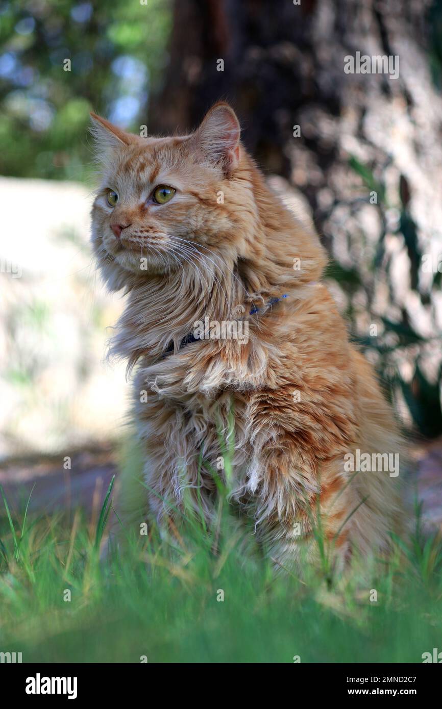 Playful fluffy ginger white hi-res stock photography and images - Alamy