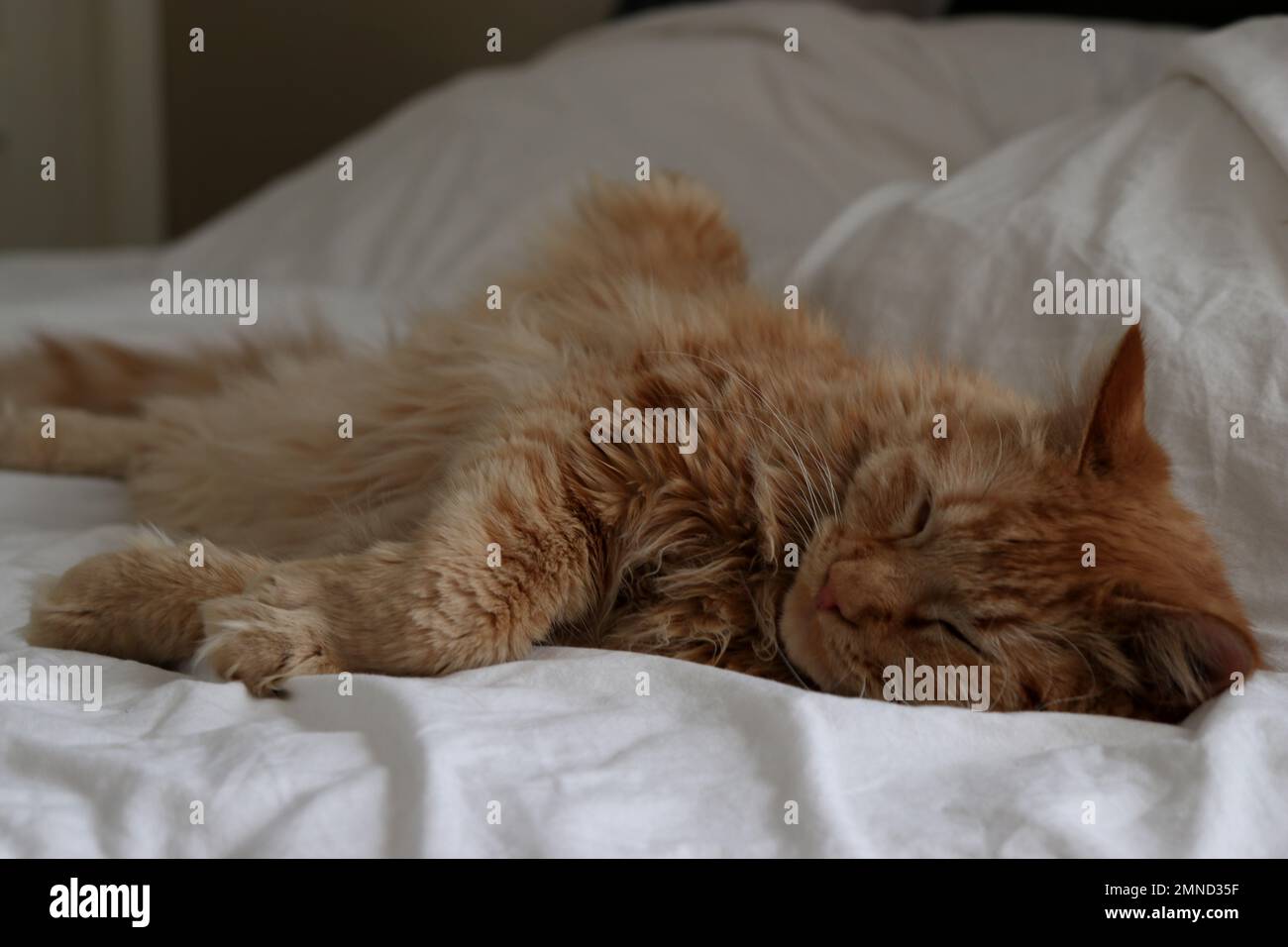Ginger cat sleeping in bed hi-res stock photography and images - Alamy