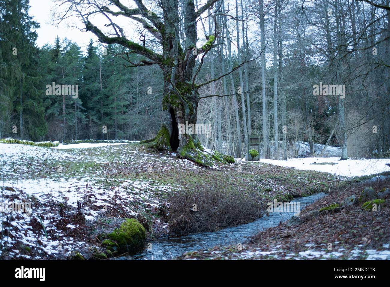 Tülivere hiie tamm (Tülivere sacred oak) is nationally protected holy ...