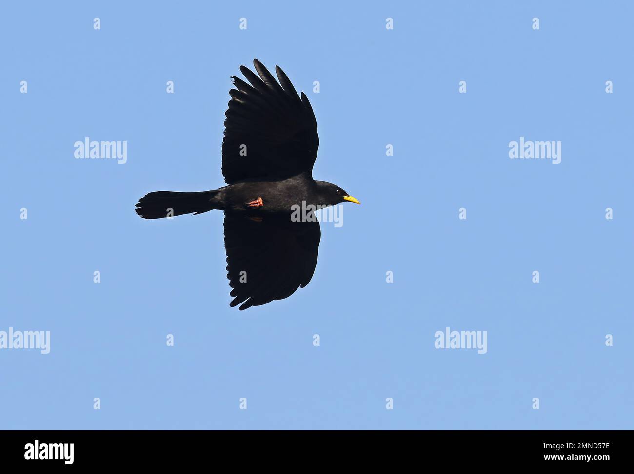 Alpine Chough (Pyrrhocorax graculus graculus) adult in flight Mostar ...