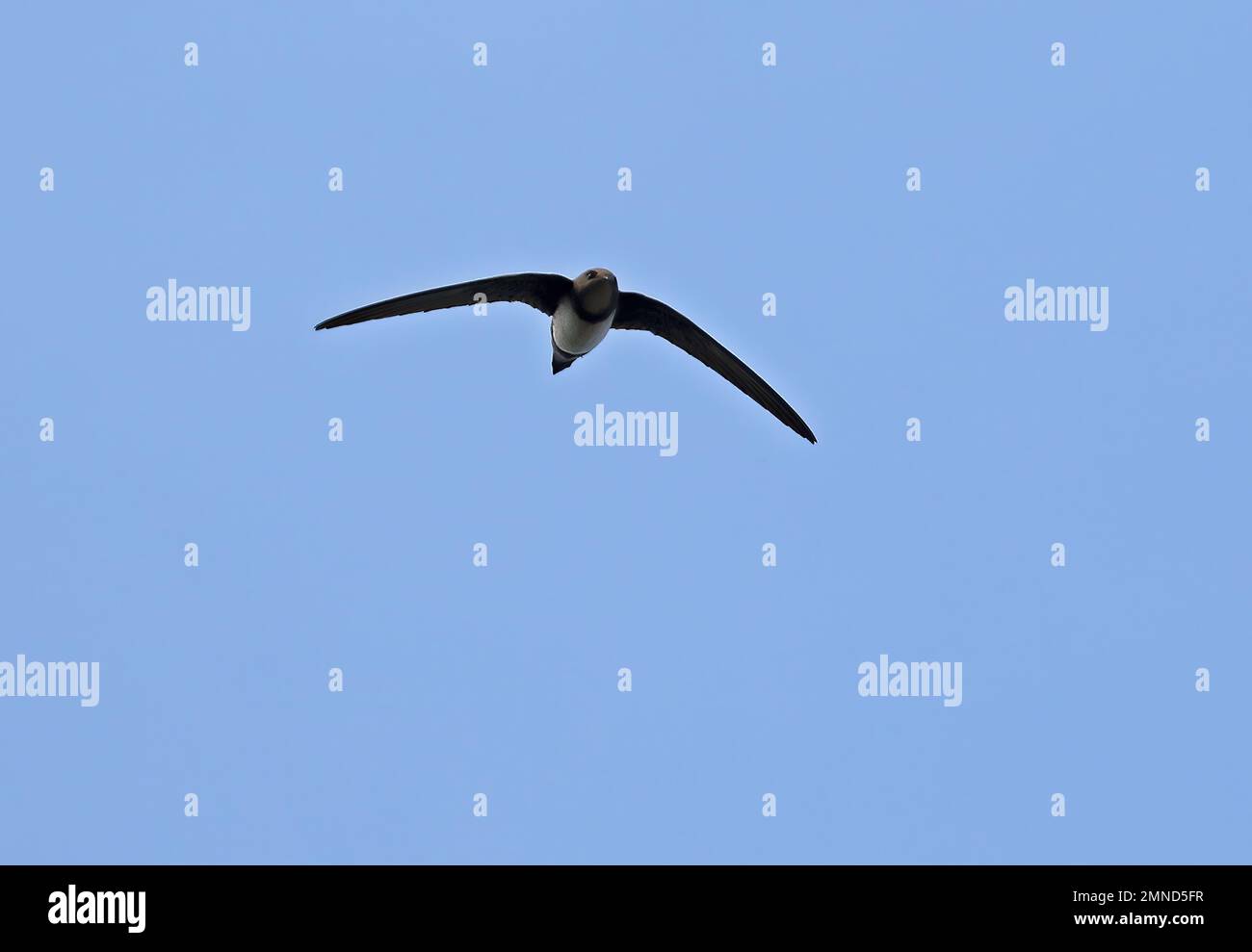 Alpine Swift (Tachymarptis melba melba) adult in flight Blagaj village ...