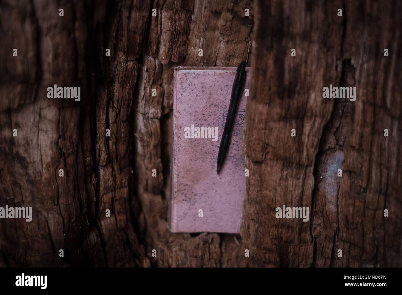 Nadeea Volianova Bush