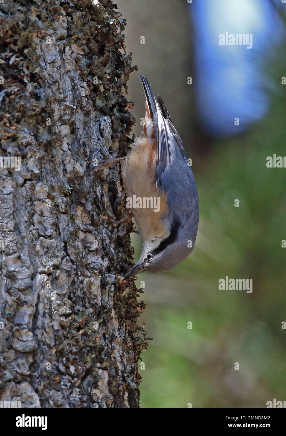 Eurasian Nuthatch (Sitta europaea) adult clinging to tree trunk pulling ...