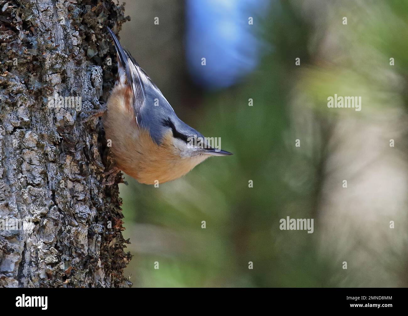 Eurasian Nuthatch (Sitta europaea) adult clinging to tree trunk Prenj ...