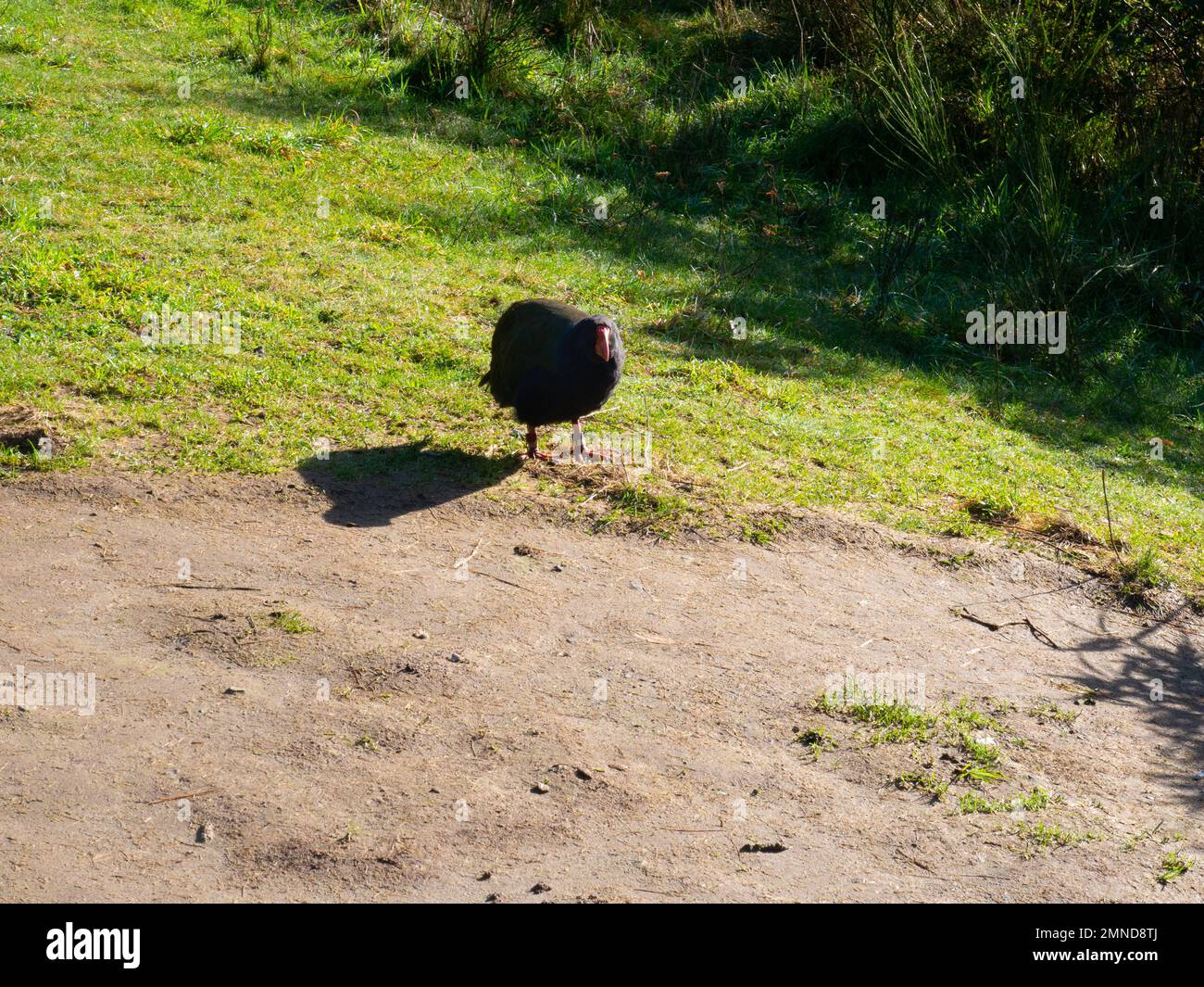 Takahe native new zealand hi-res stock photography and images - Alamy