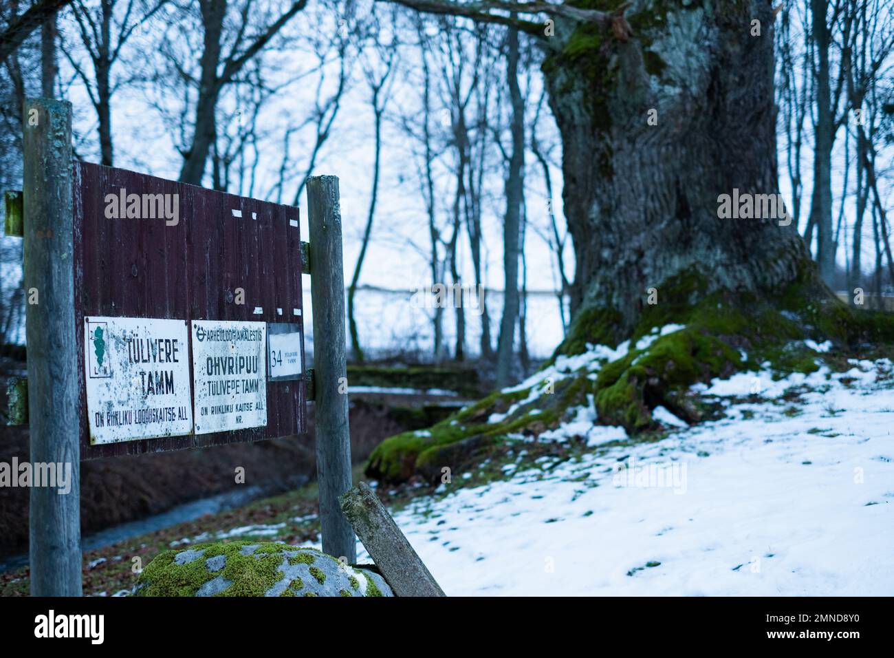 Kuusalu, Estonia - 01.29.2023: Sign for Tülivere hiie tamm (Tülivere ...