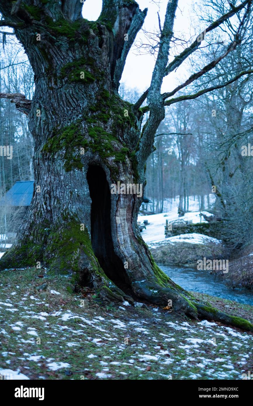 Tülivere hiie tamm (Tülivere sacred oak) is nationally protected holy ...