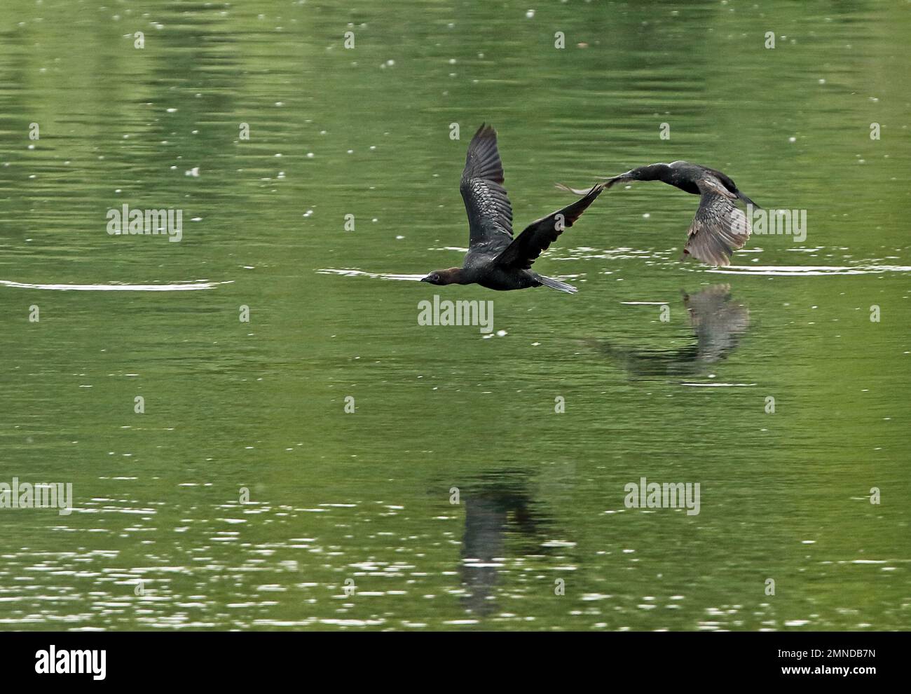 Pygmy Cormorant (Microcarbo pygmaeus) two adults in flight Hutovo Blato ...