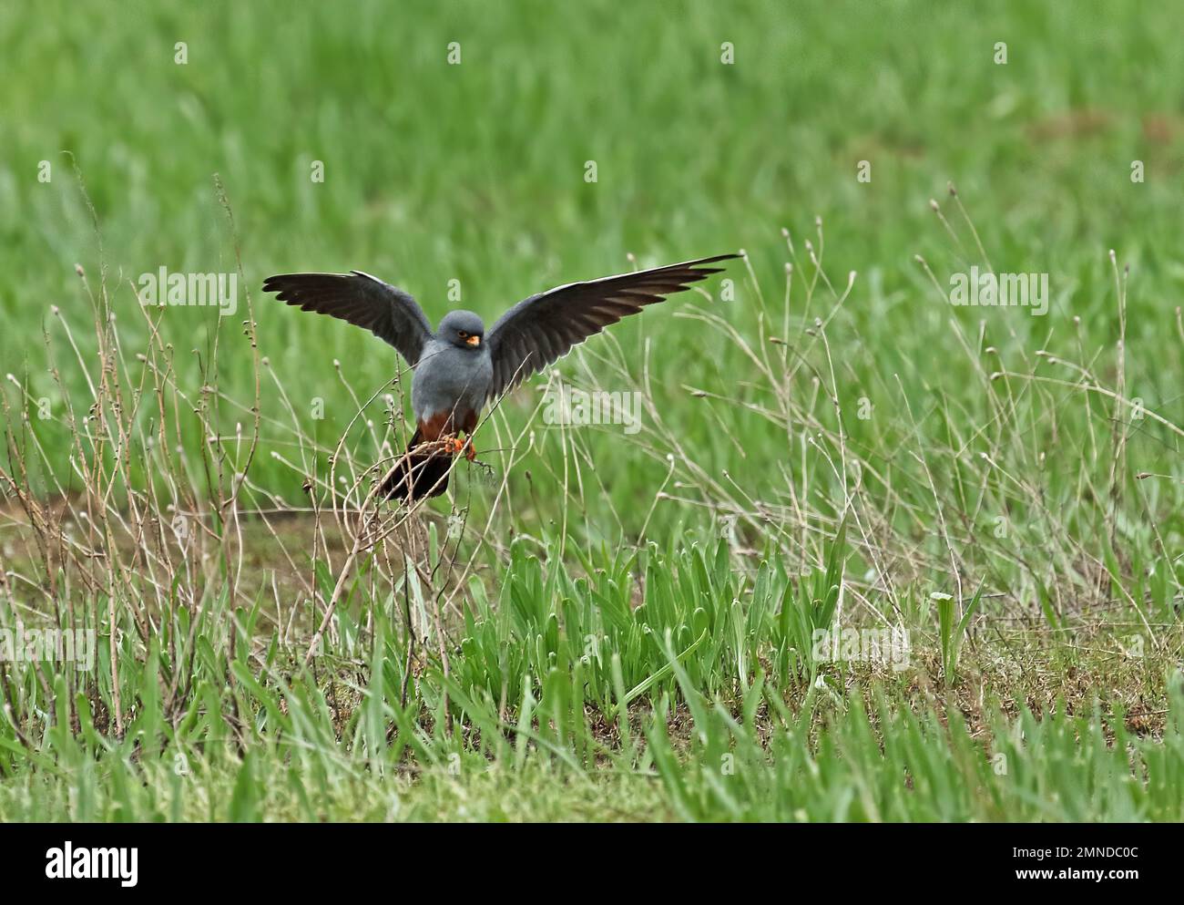 Male red footed hawk hi-res stock photography and images - Alamy