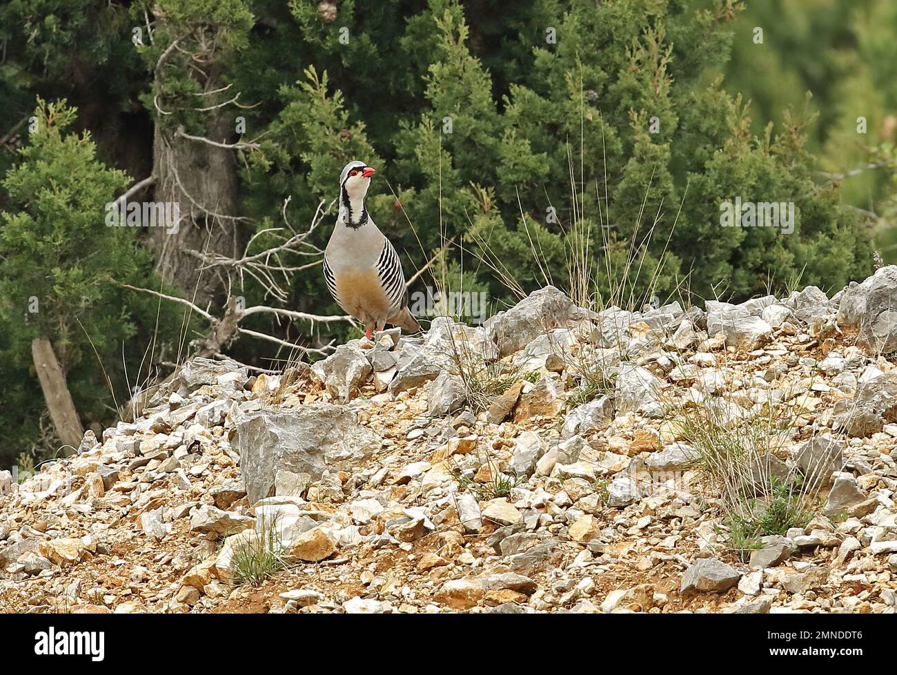 Rock partridge alectoris graeca hi-res stock photography and images - Alamy