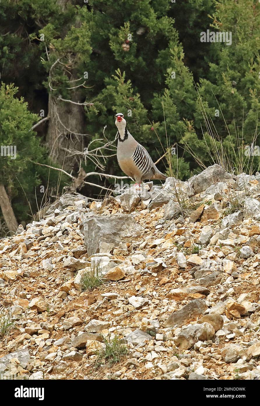 Rock Partridge (Alectoris graeca saxatilis) adult male standing on ...