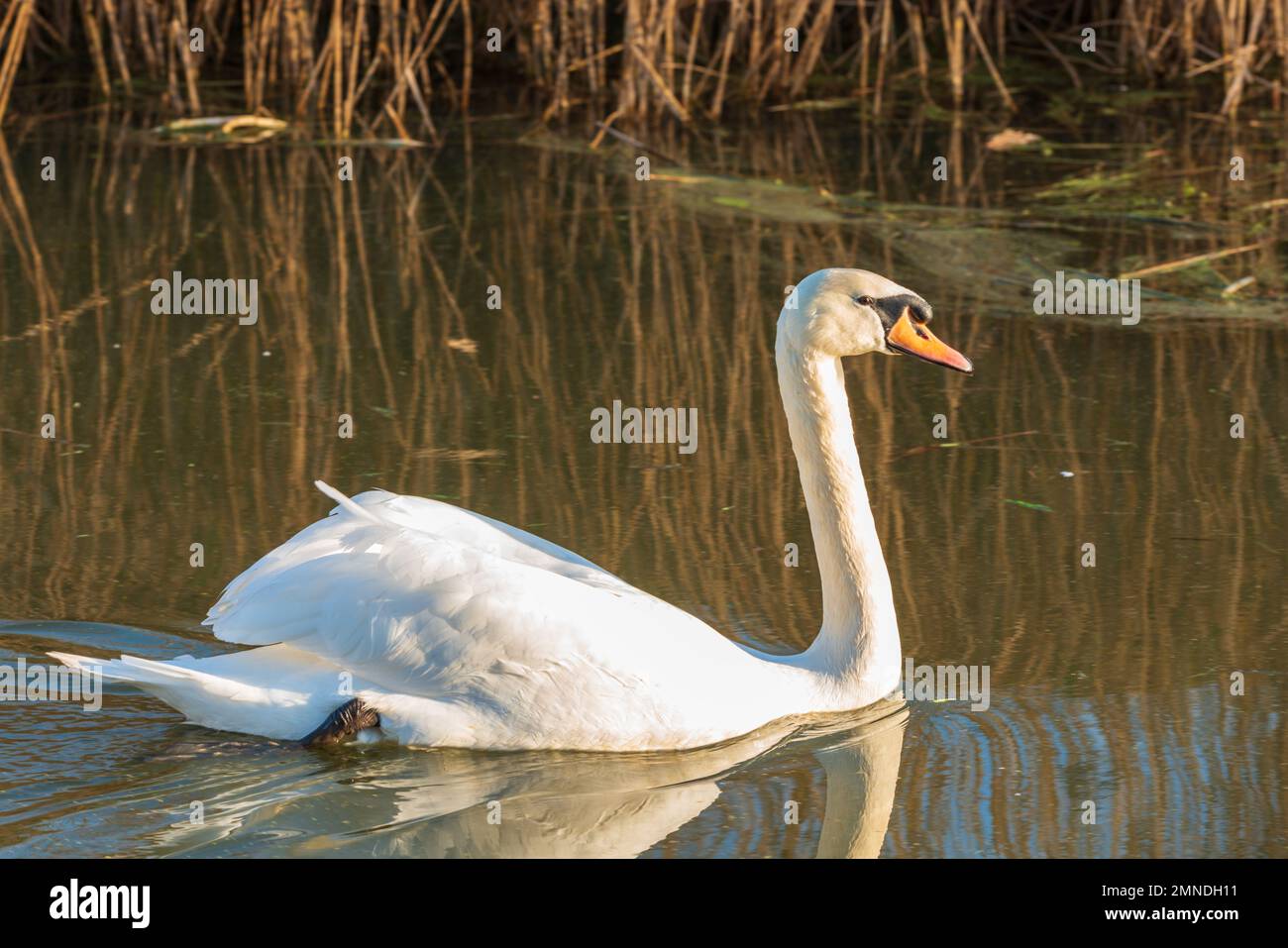 Swan swimming in the River Lark in the shinning sun Stock Photo - Alamy