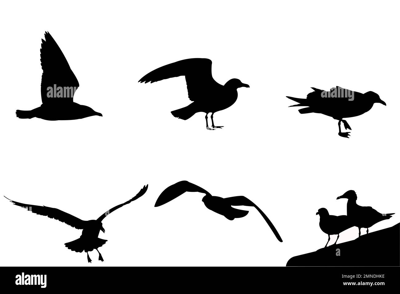 Flying seagulls vector set Stock Photo - Alamy