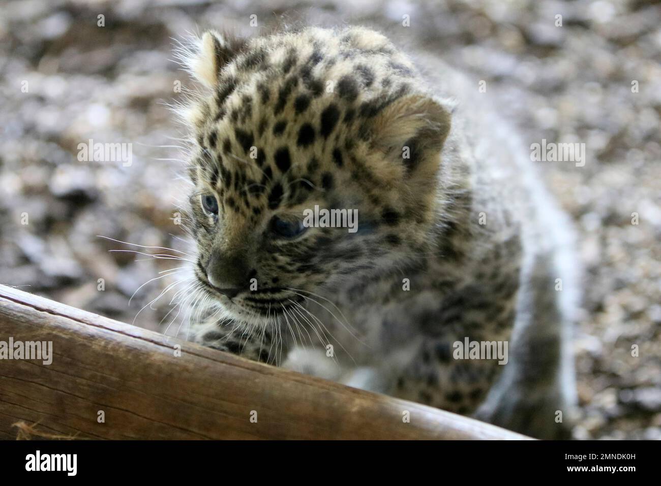 An Amur leopard, born on March 27, 2018, explores its enclosure at the ...