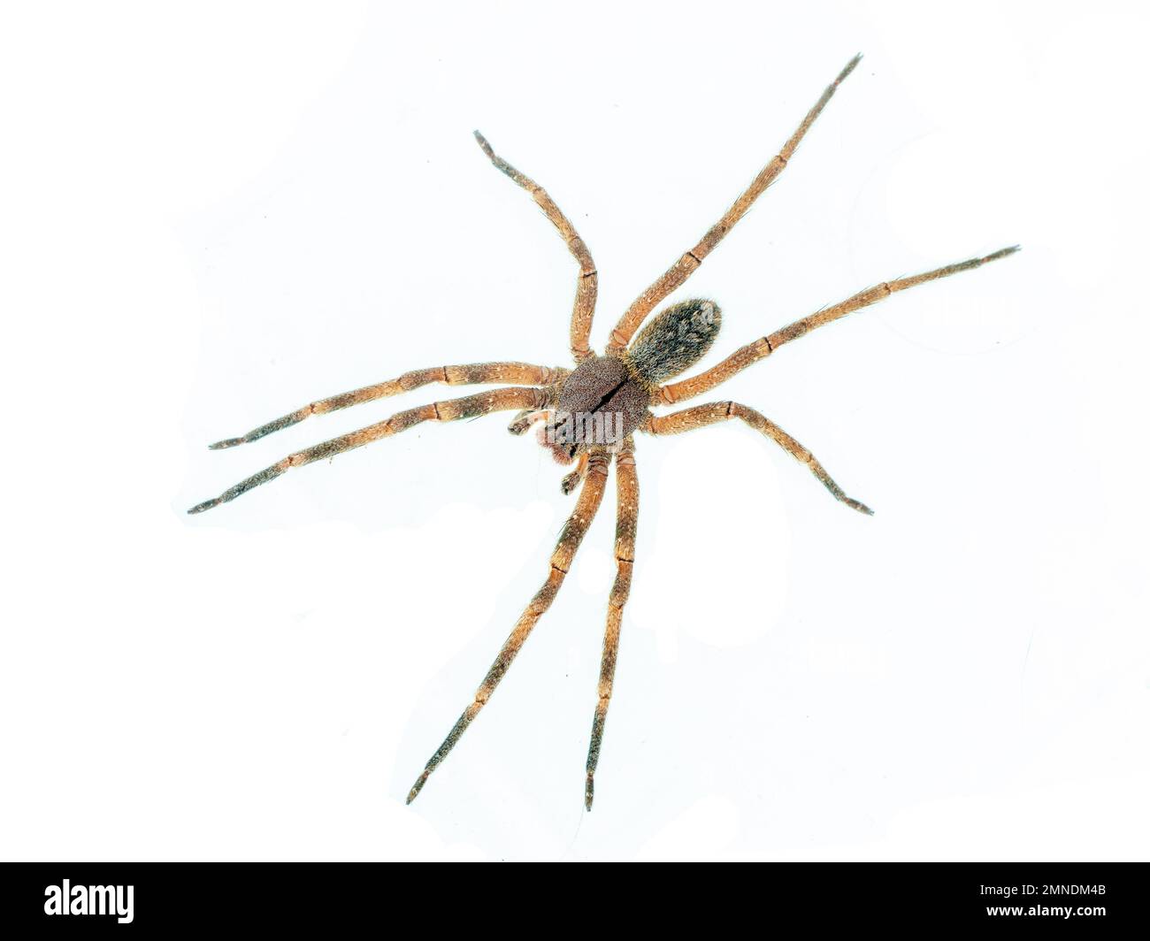 A banana spider (brazilian wandering spider, aranha armadeira ...