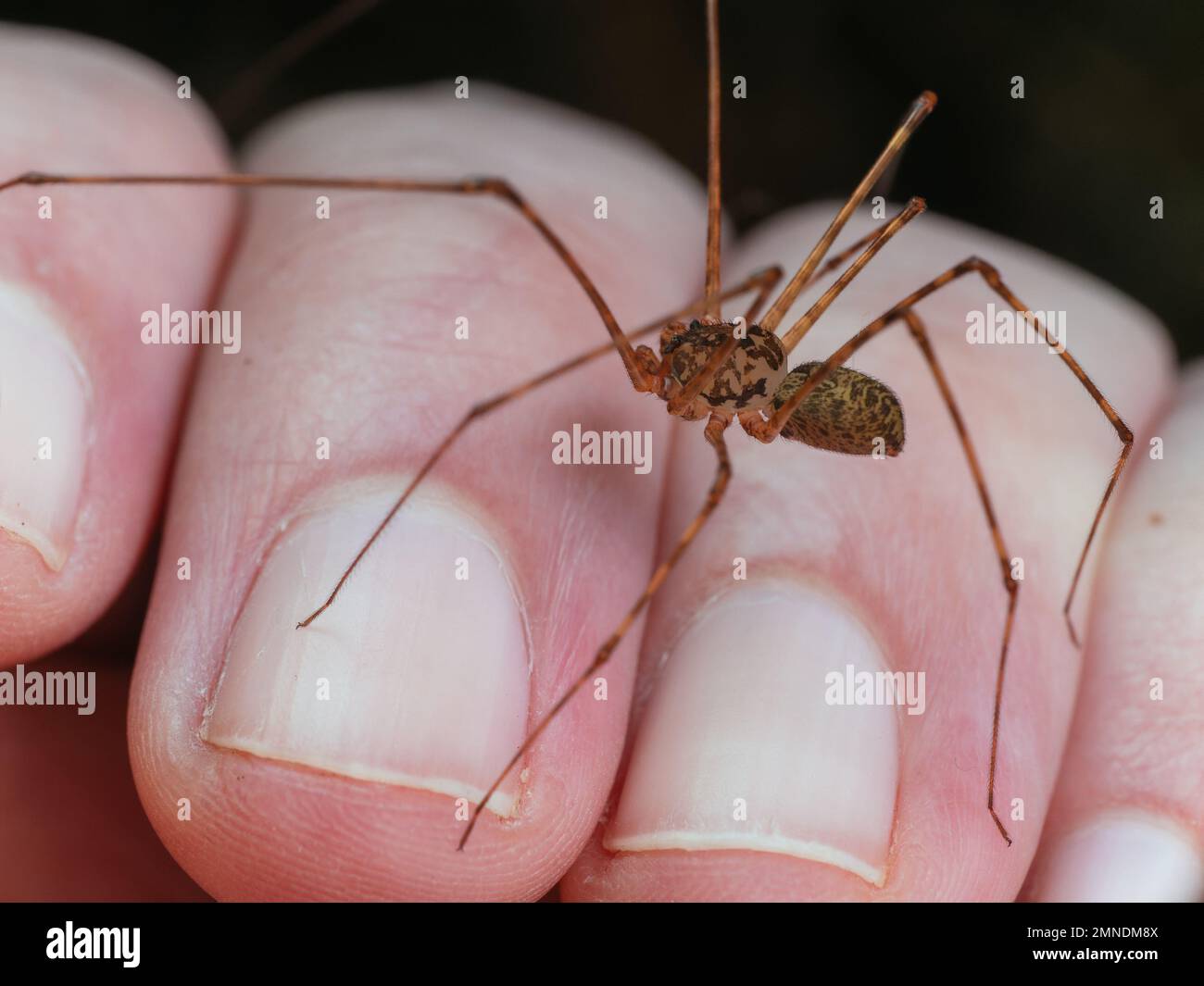 A house spider (spitting spider, Scytodes) on human hand Stock Photo ...