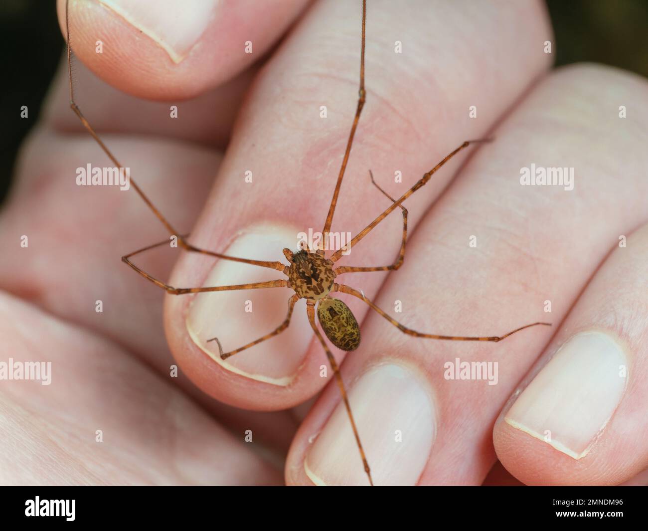 A house spider (spitting spider, Scytodes) on human hand Stock Photo ...