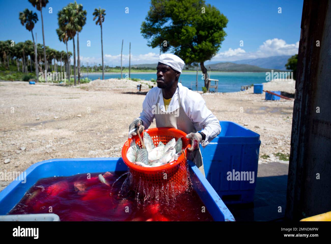 In this April 26, 2018 photo, a Taino Aqua Fish worker strains freshly ...