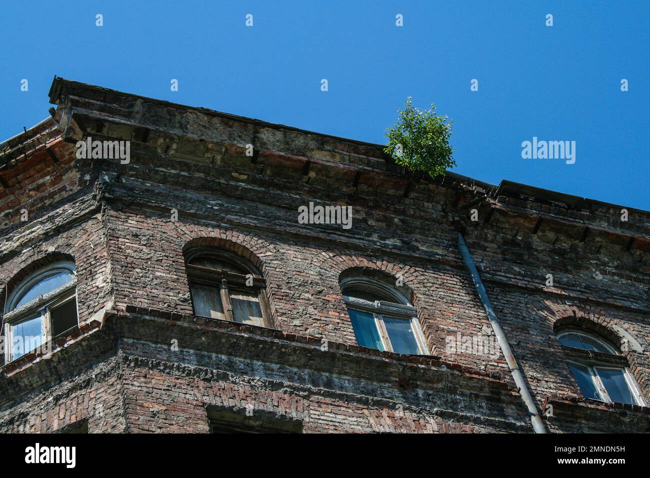 Young tree grow on old abandoned tenement house red brick stripped off ...
