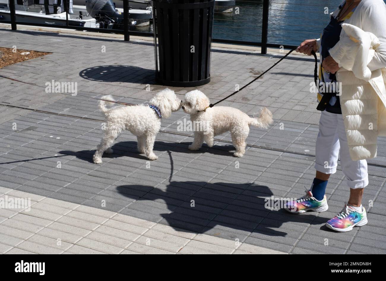 Two dogs greet each other in Marina Del Rey, California, USA Stock ...