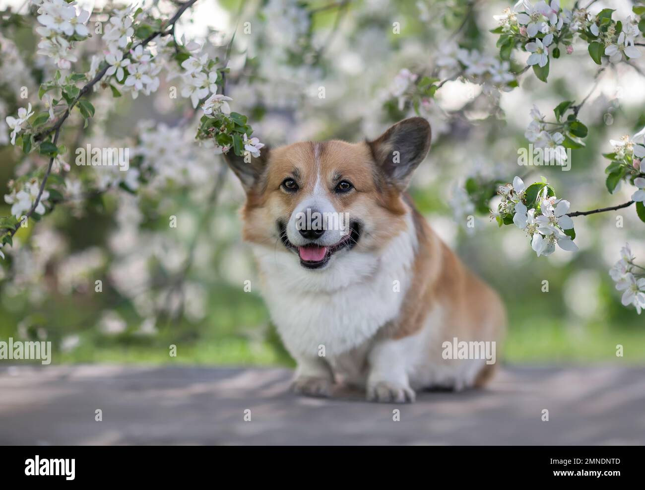 cute corgi dog puppy sitting in a spring garden among apple blossoms ...