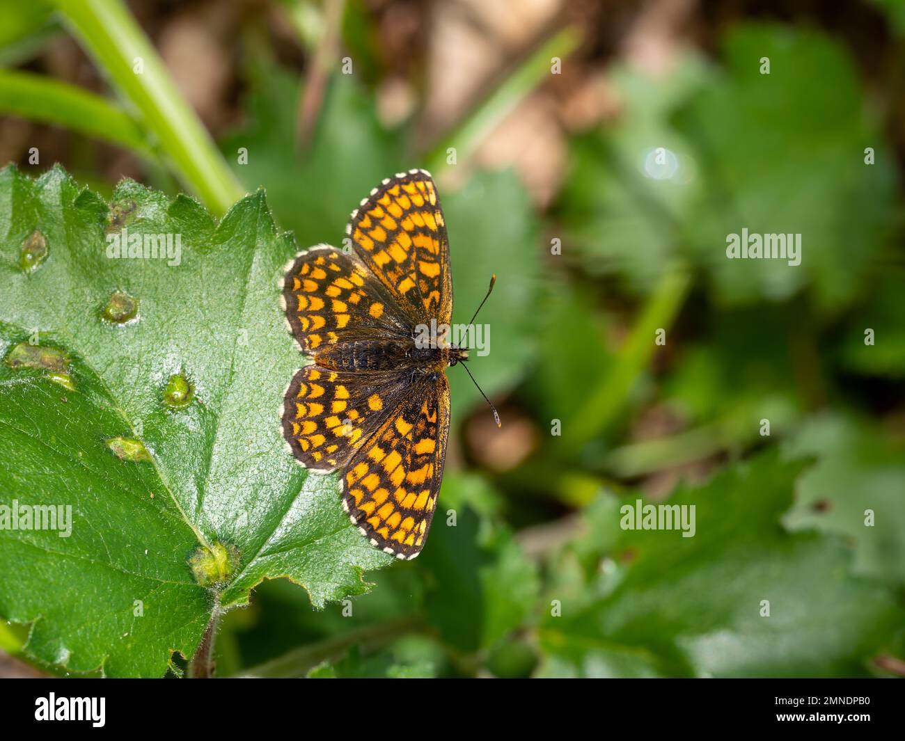 Heath Fritillary Butterfly Resting With Wings Open Stock Photo - Alamy