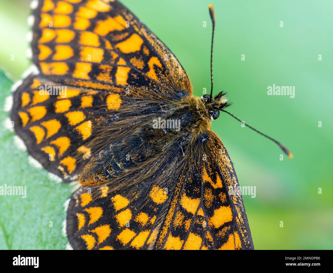 Heath Fritillary Butterfly Resting With Wings Open Stock Photo - Alamy