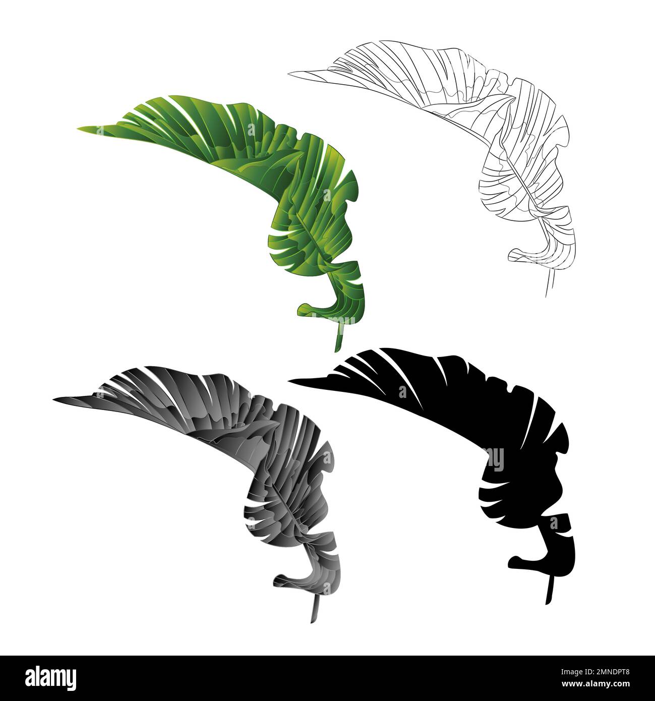 Banana leaf first natural outline and silhouette tropical plant on a ...