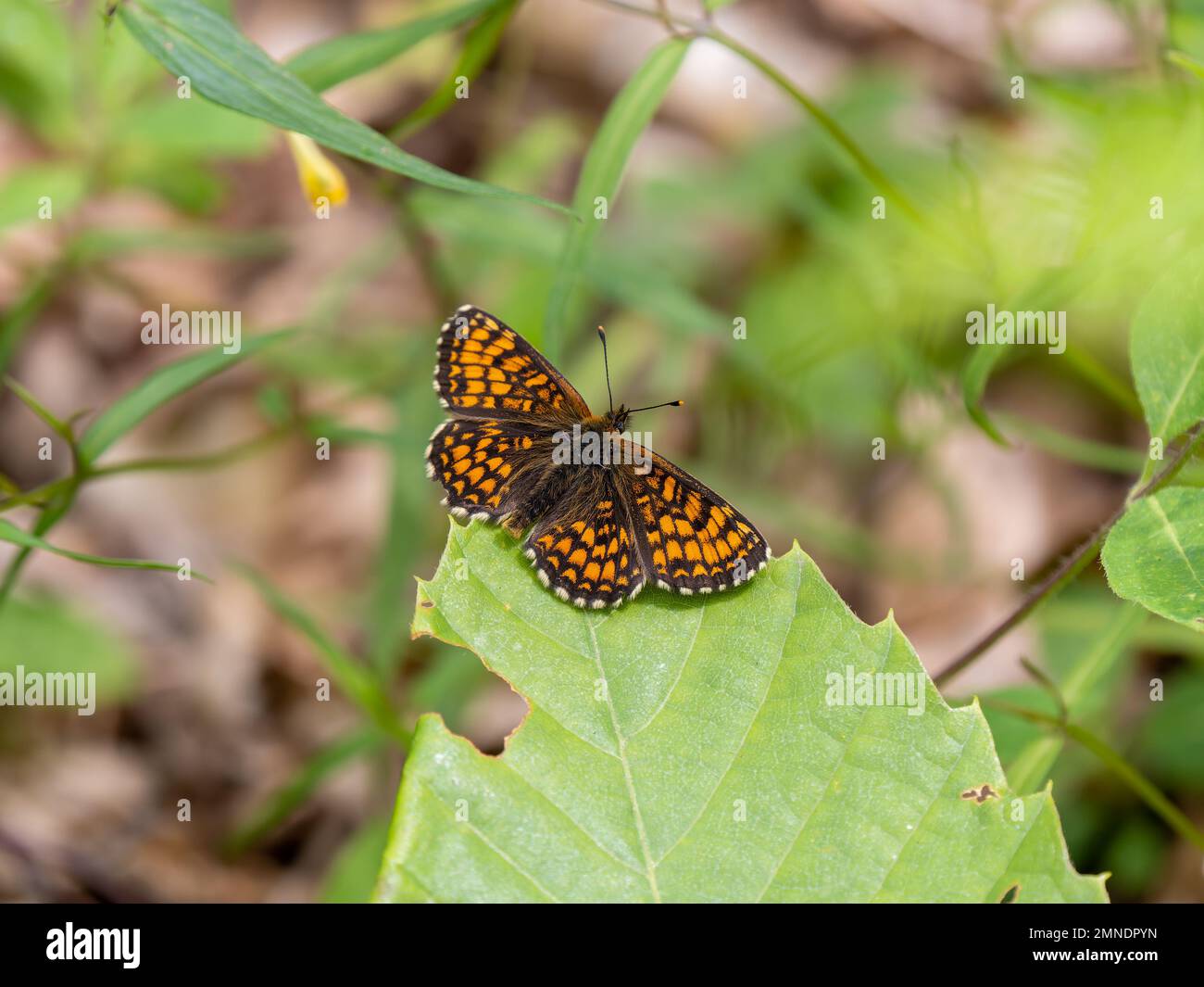 Heath Fritillary Butterfly Resting With Wings Open Stock Photo - Alamy