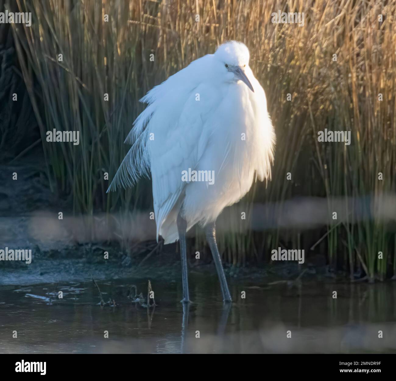 Egert bird hi-res stock photography and images - Alamy