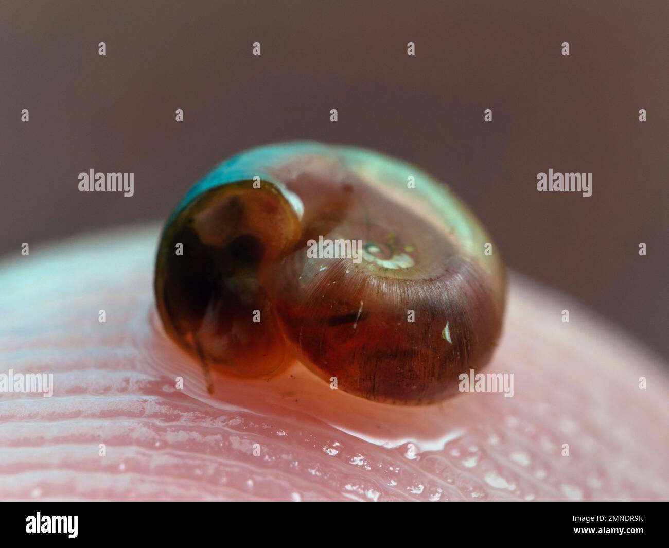 A freshwater snail known as biomphalaria, a disease vector of parasitic ...