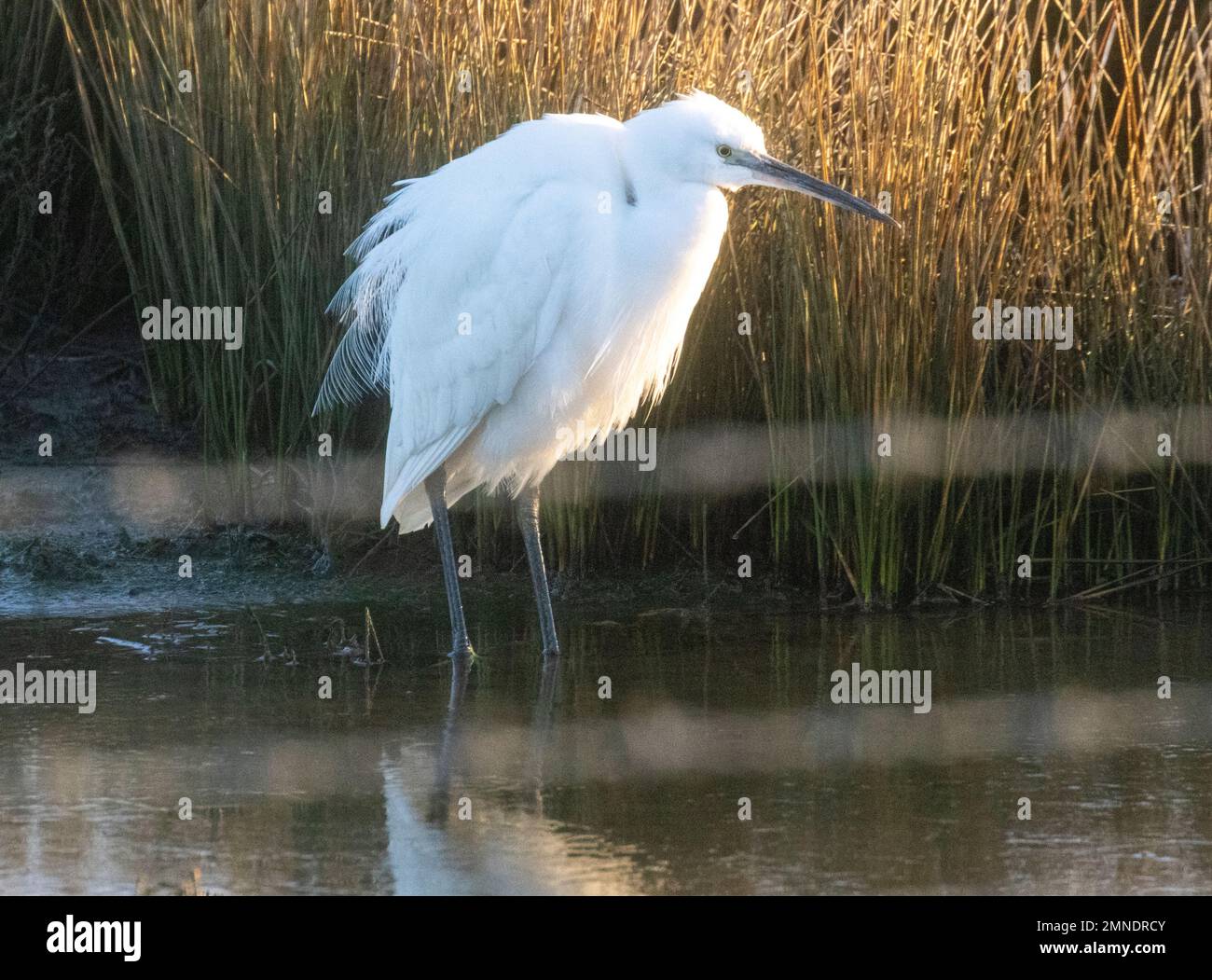 Egert hi-res stock photography and images - Alamy