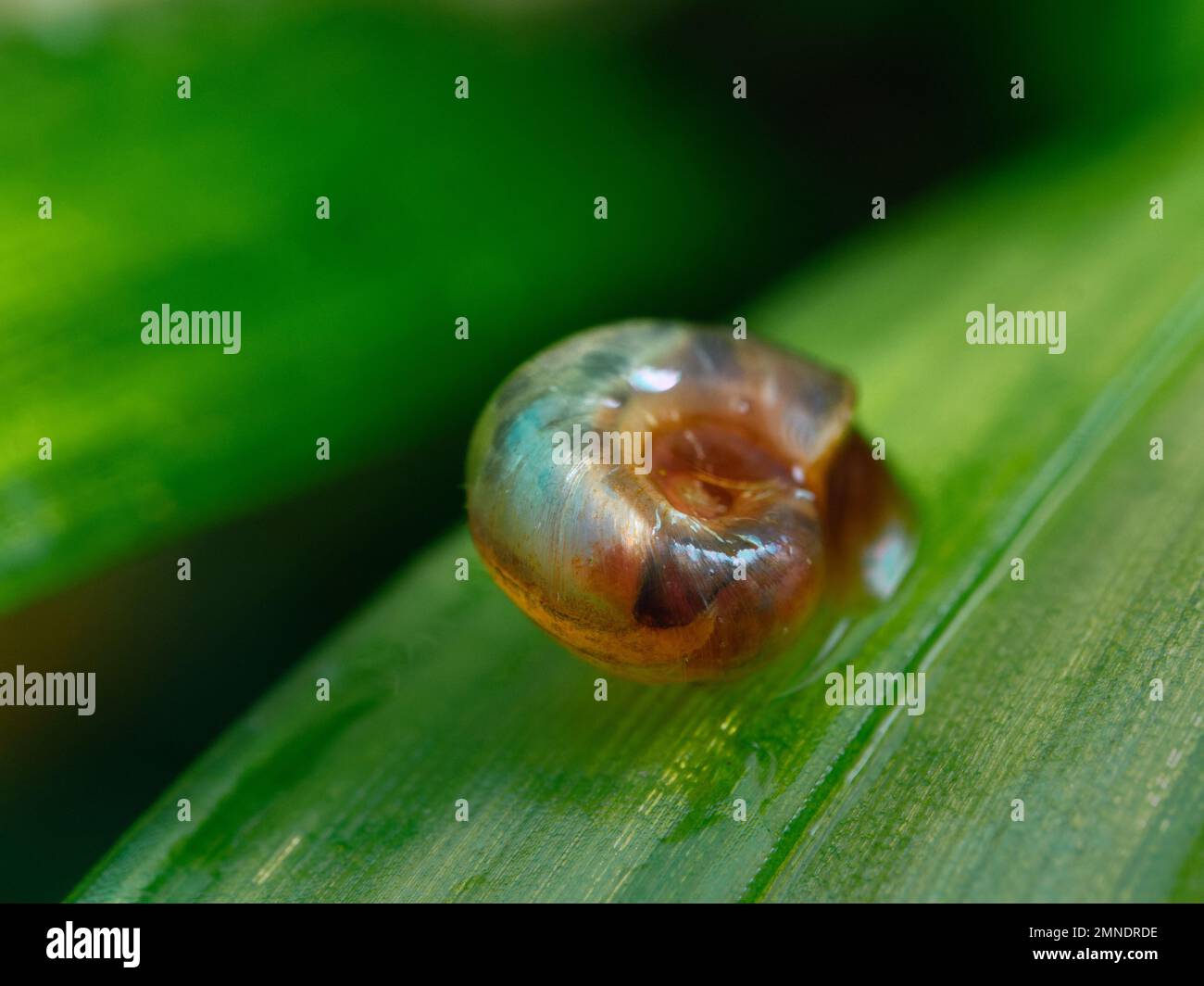 A freshwater snail known as biomphalaria, a disease vector of parasitic ...