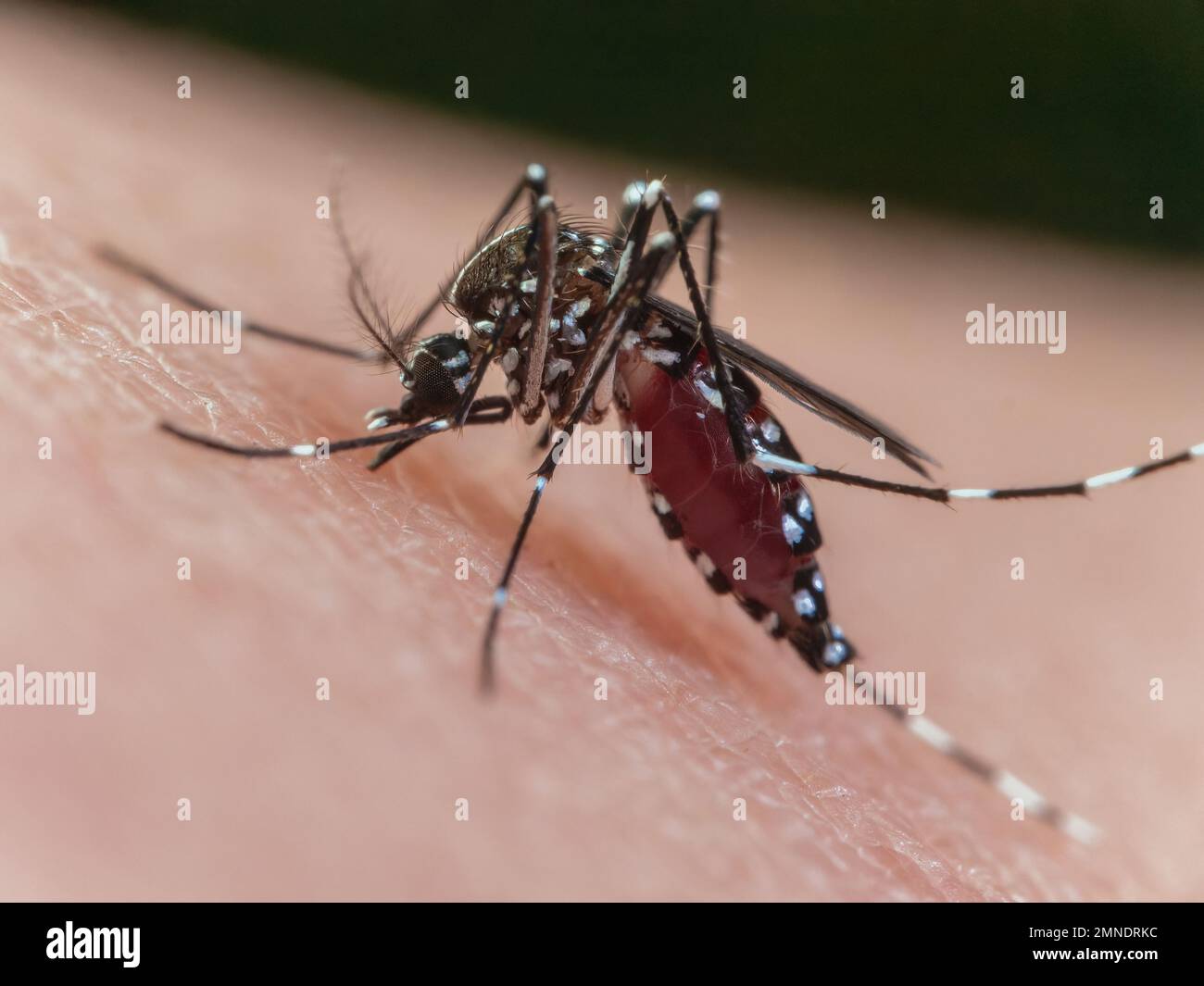 Mosquito Laying Eggs In Skin