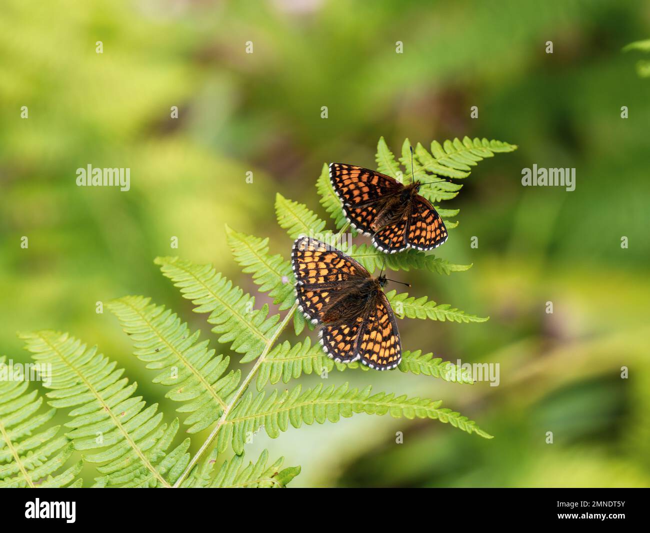 Two Heath Fritillary Butterflies Resting Stock Photo - Alamy