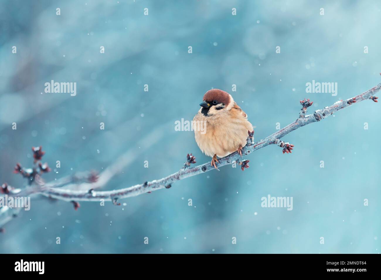 Cute Sparrow Iphone Wallpaper