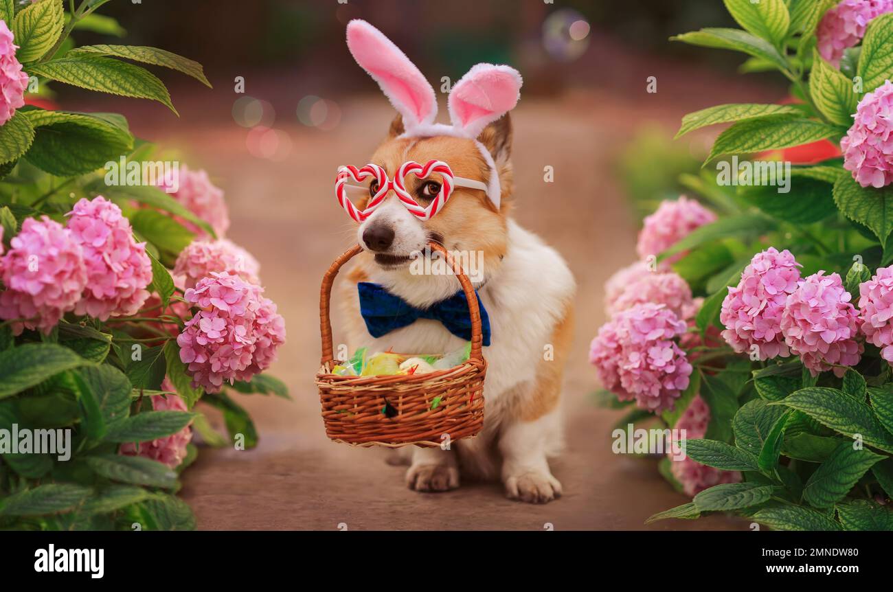 cute corgi dog puppy in Easter bunny ears and with a basket in his ...