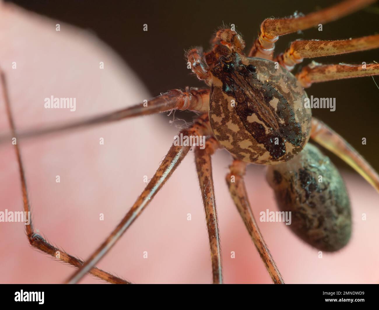 Details of a Spitting spider (Scytodes) on human hand, also known as ...