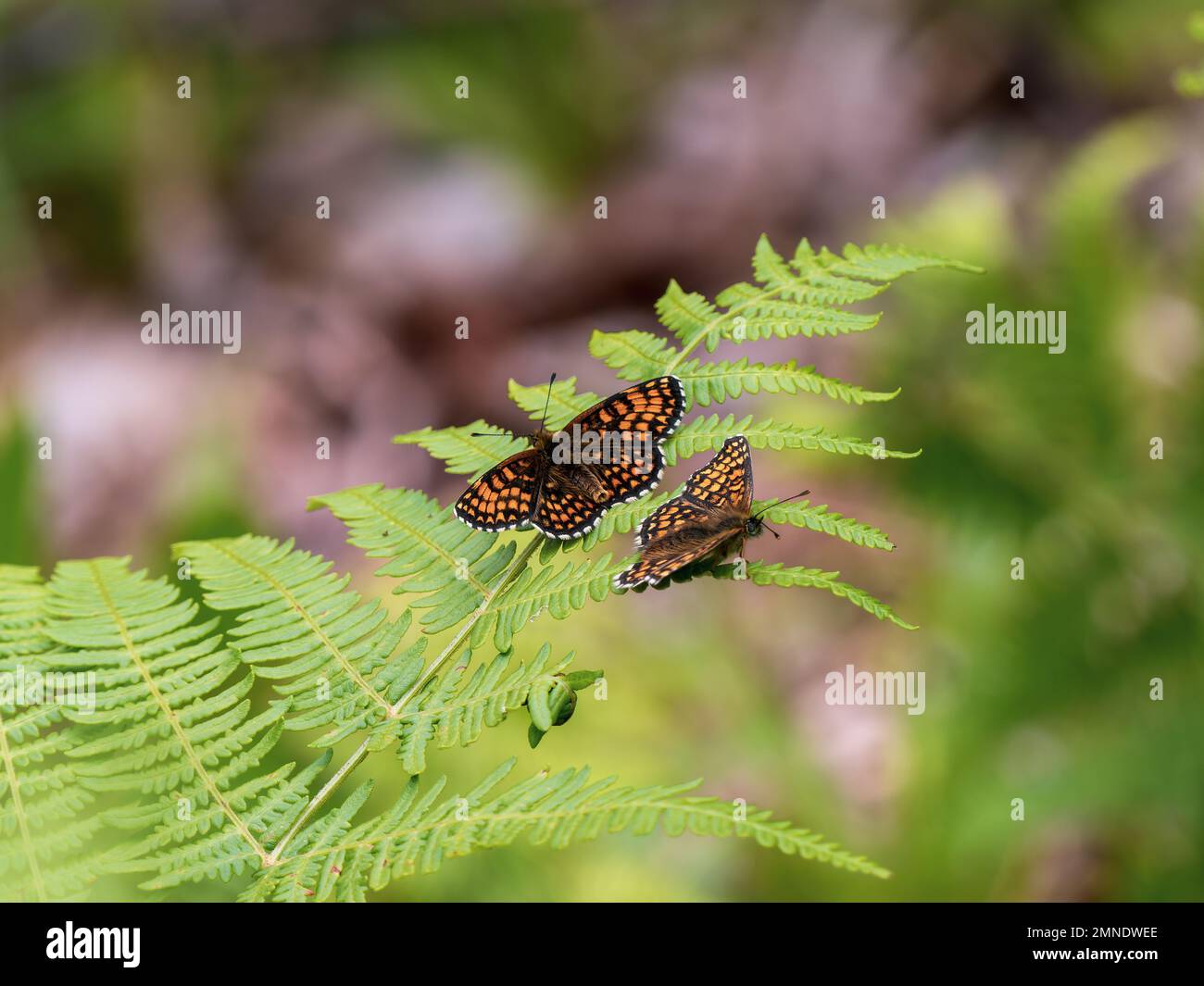 Woodmans follower butterfly hi-res stock photography and images - Alamy