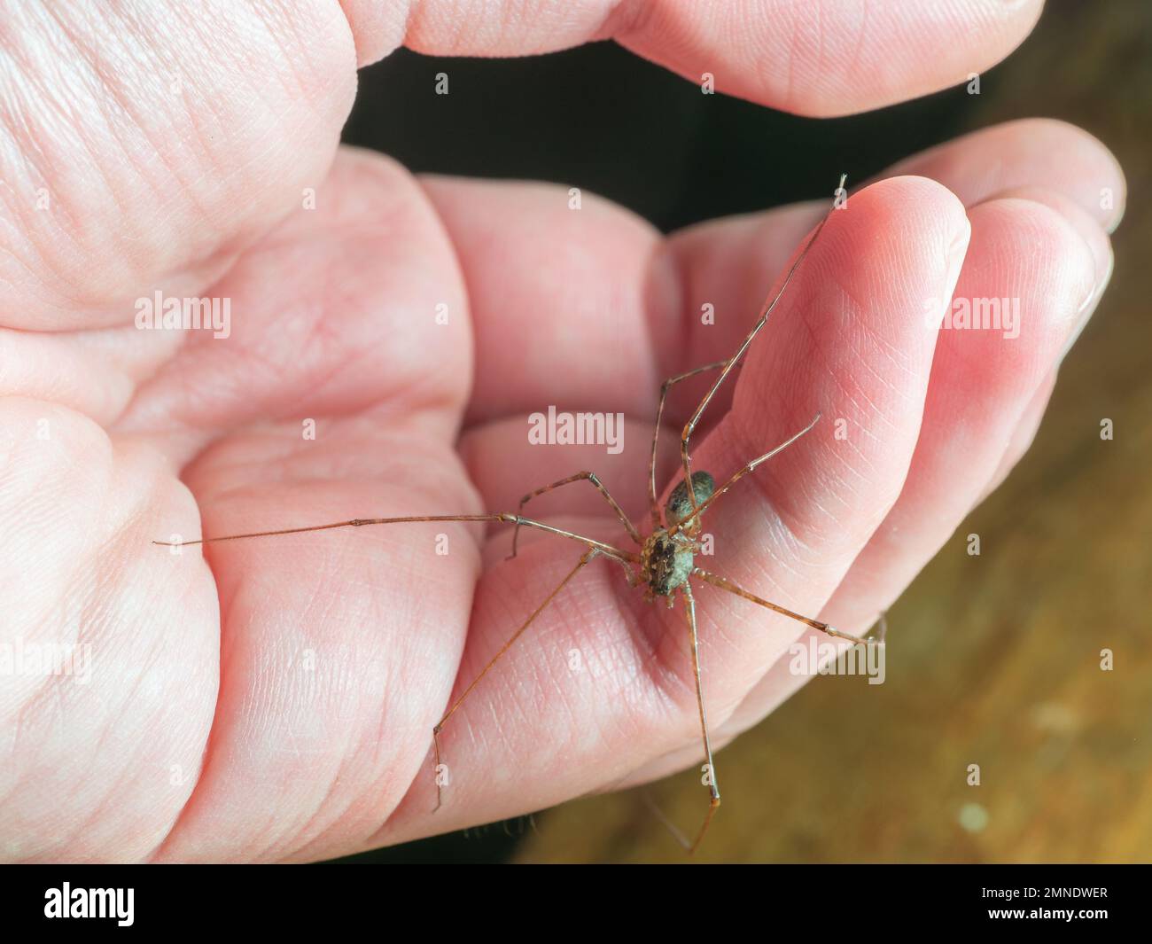 Details of a Spitting spider (Scytodes) on human hand, also known as ...