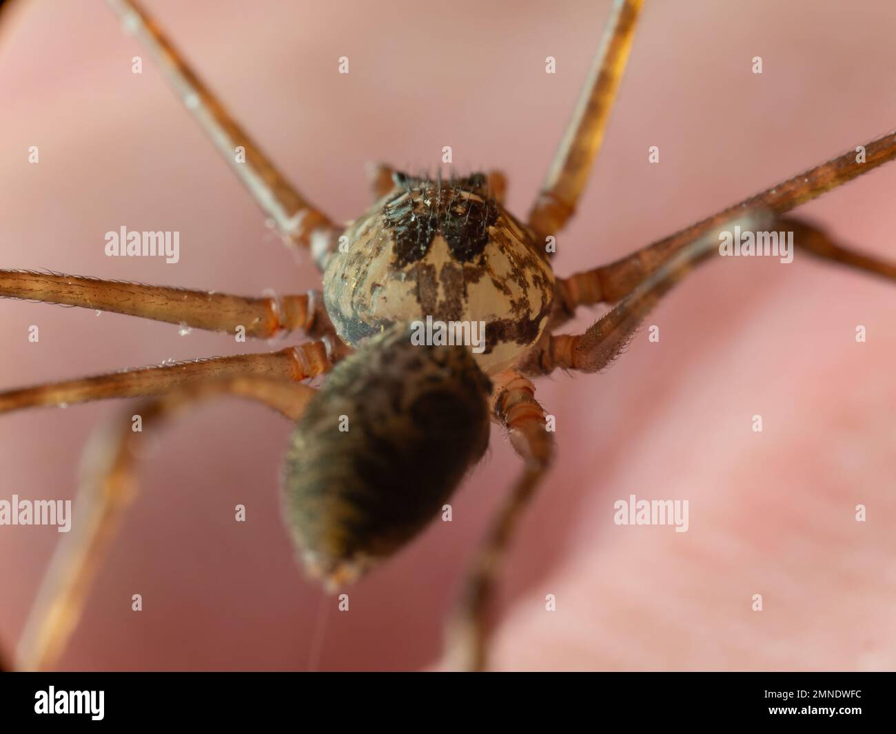 Details of a Spitting spider (Scytodes) on human hand, also known as ...