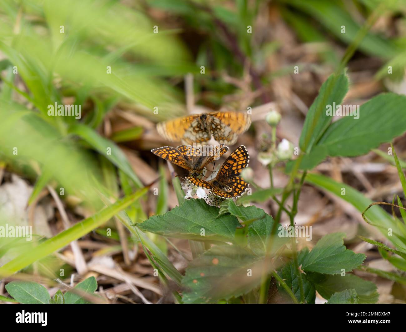 Heath Fritillary Butterfly Resting With Wings Open Stock Photo - Alamy
