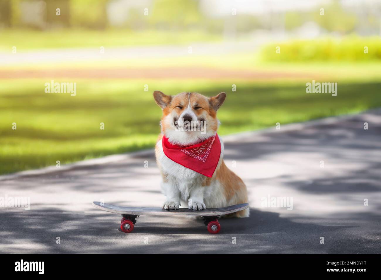 cute corgi dog stands on a skateboard in the city sunny summer park ...