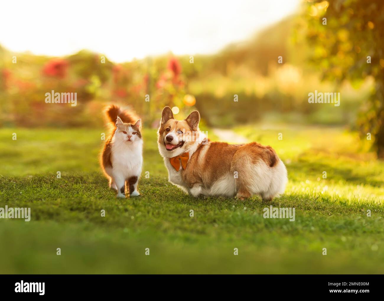 fluffy friends cat and dog corgi walk together on the green grass on ...