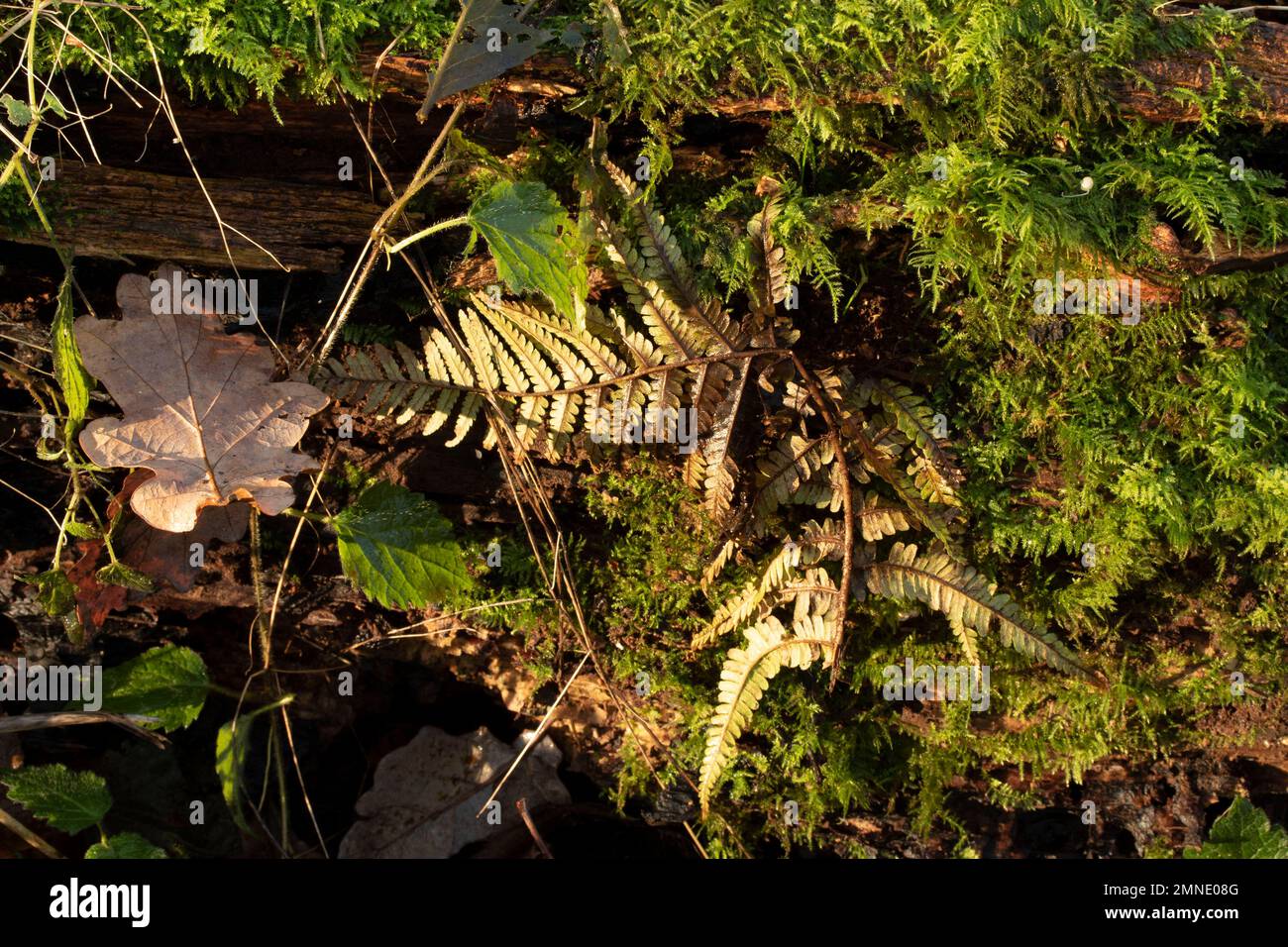 Close up natural environmental plant portrait, showing ferns and moss ...