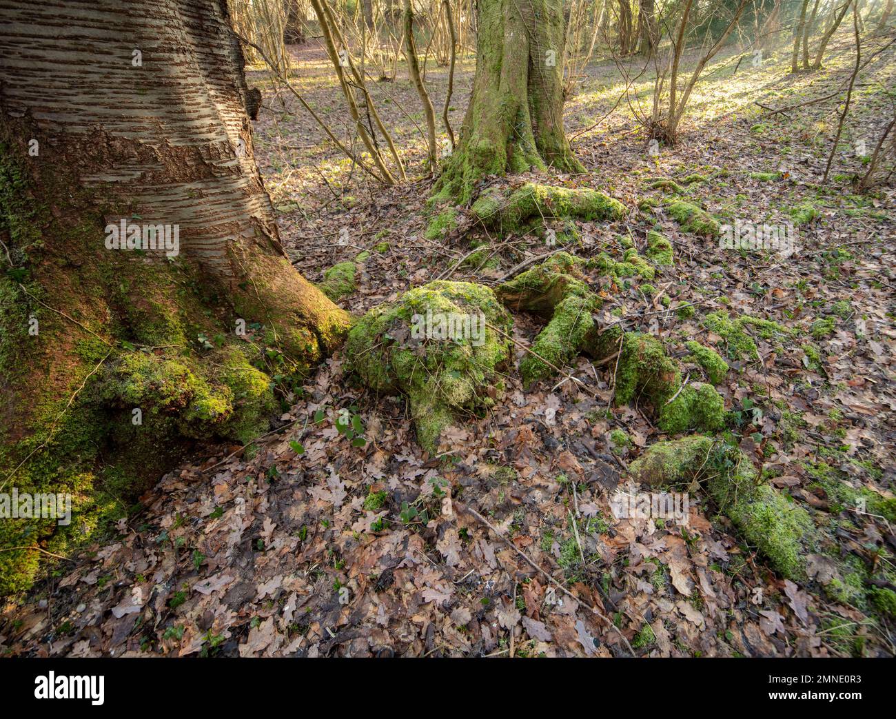 Natures chaos; natural environmental patterns formed by shapes in an ...