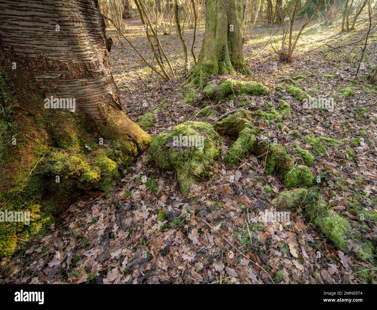 Natures chaos; natural environmental patterns formed by shapes in an ...