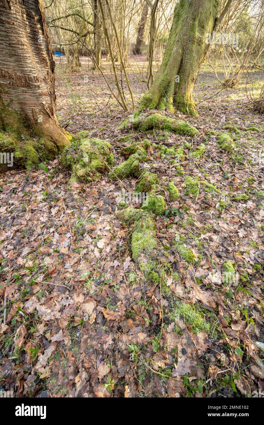 Natures chaos; natural environmental patterns formed by shapes in an ...
